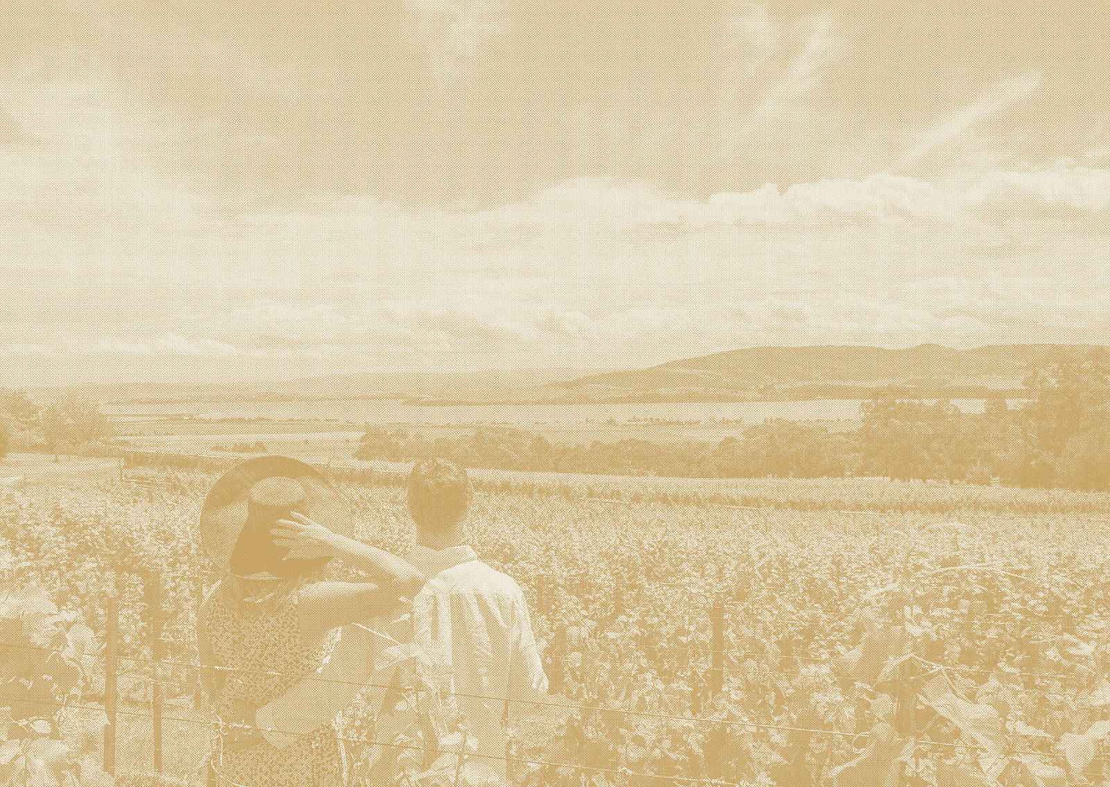 Meander Valley Vineyard | Wine Tasmania | Wine Tasmania