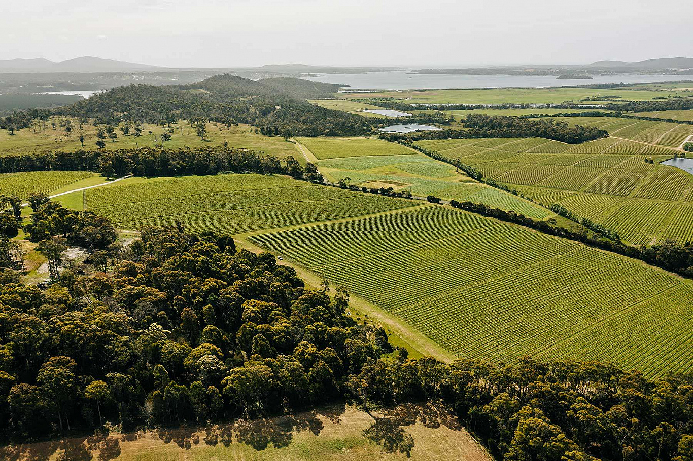 Wine Tasmania – Welcome to Pinot Isle: Tassie's Best… | Wine Tasmania