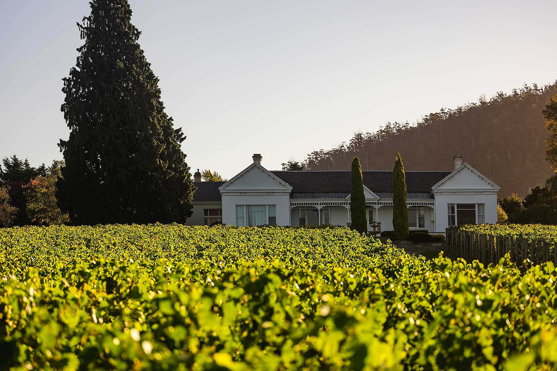 Wine Tasmania – Welcome to Pinot Isle: Tassie's Best… | Wine Tasmania