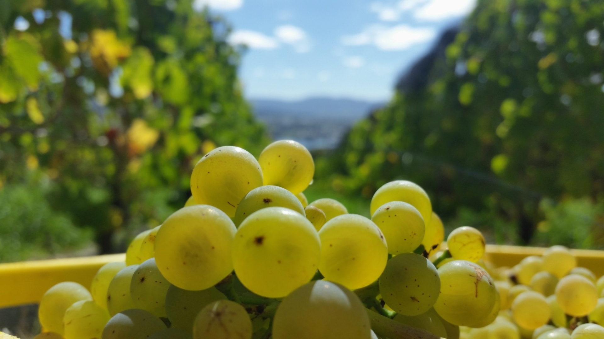 Home Of Australia's Best Wine | Wine Tasmania