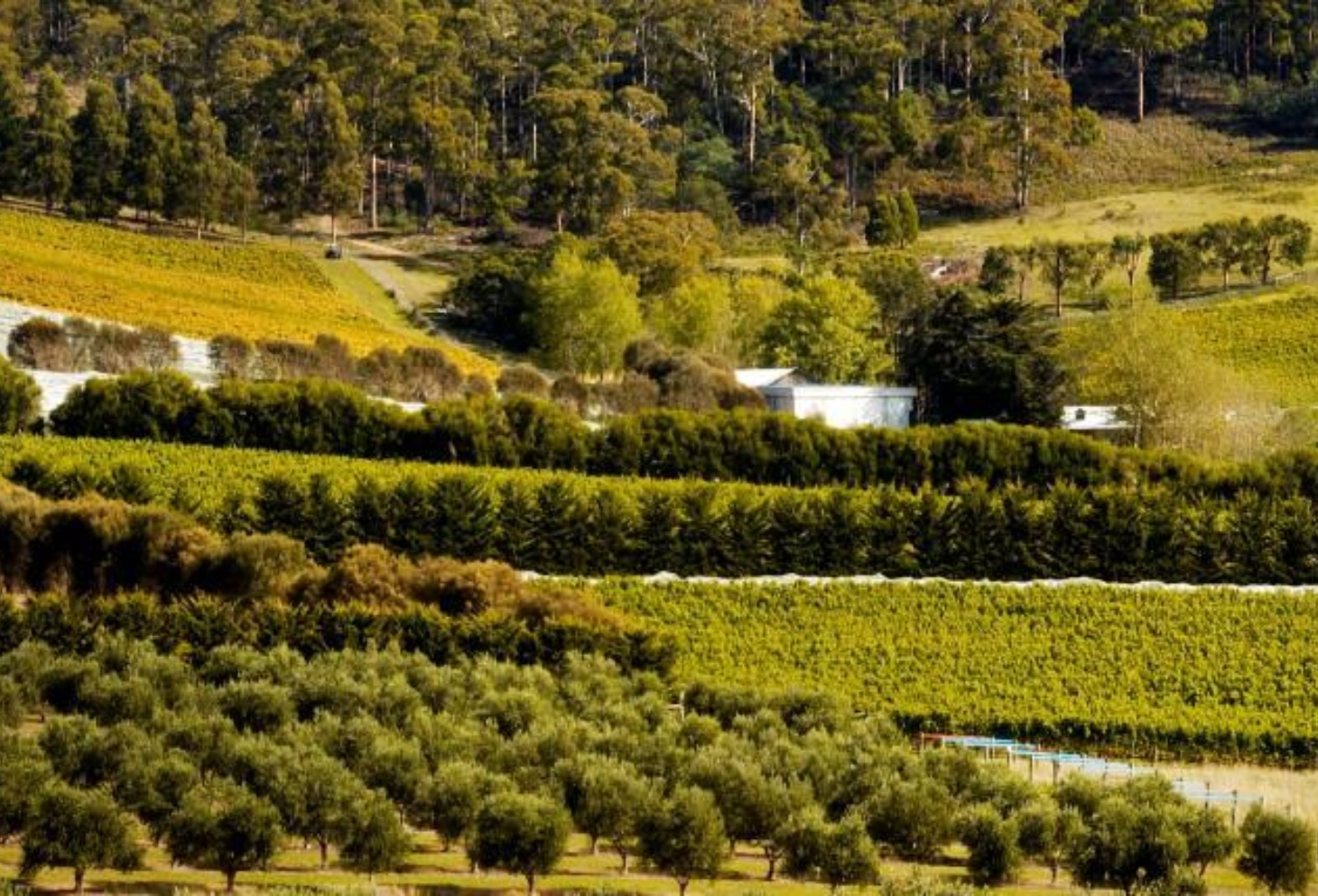 East Coast Wine Trail | Wine Tasmania