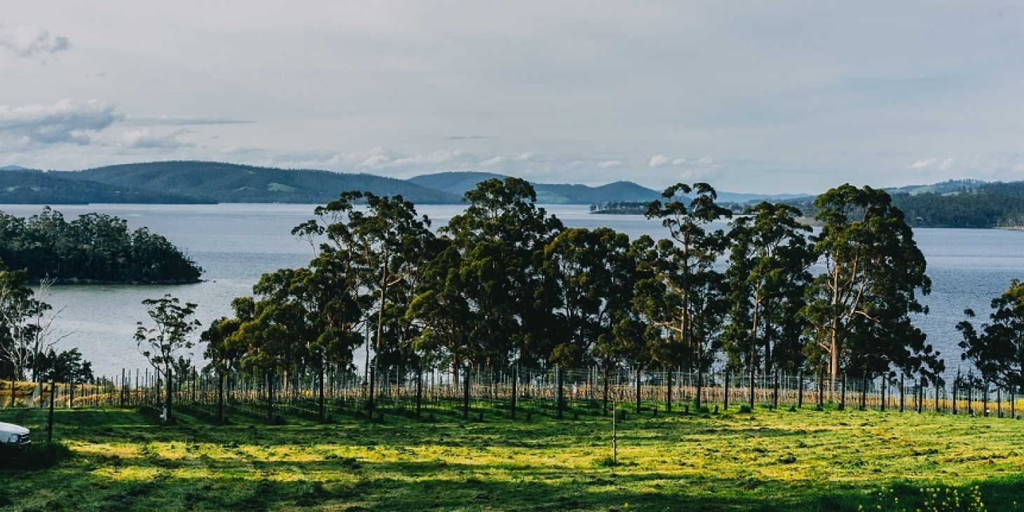 Mewstone Wines | Wine Tasmania