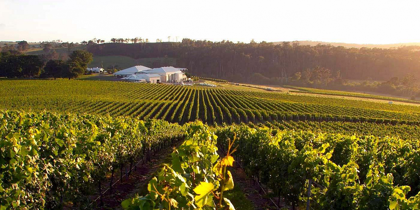 House of Arras Vineyard | Wine Tasmania | Wine Tasmania